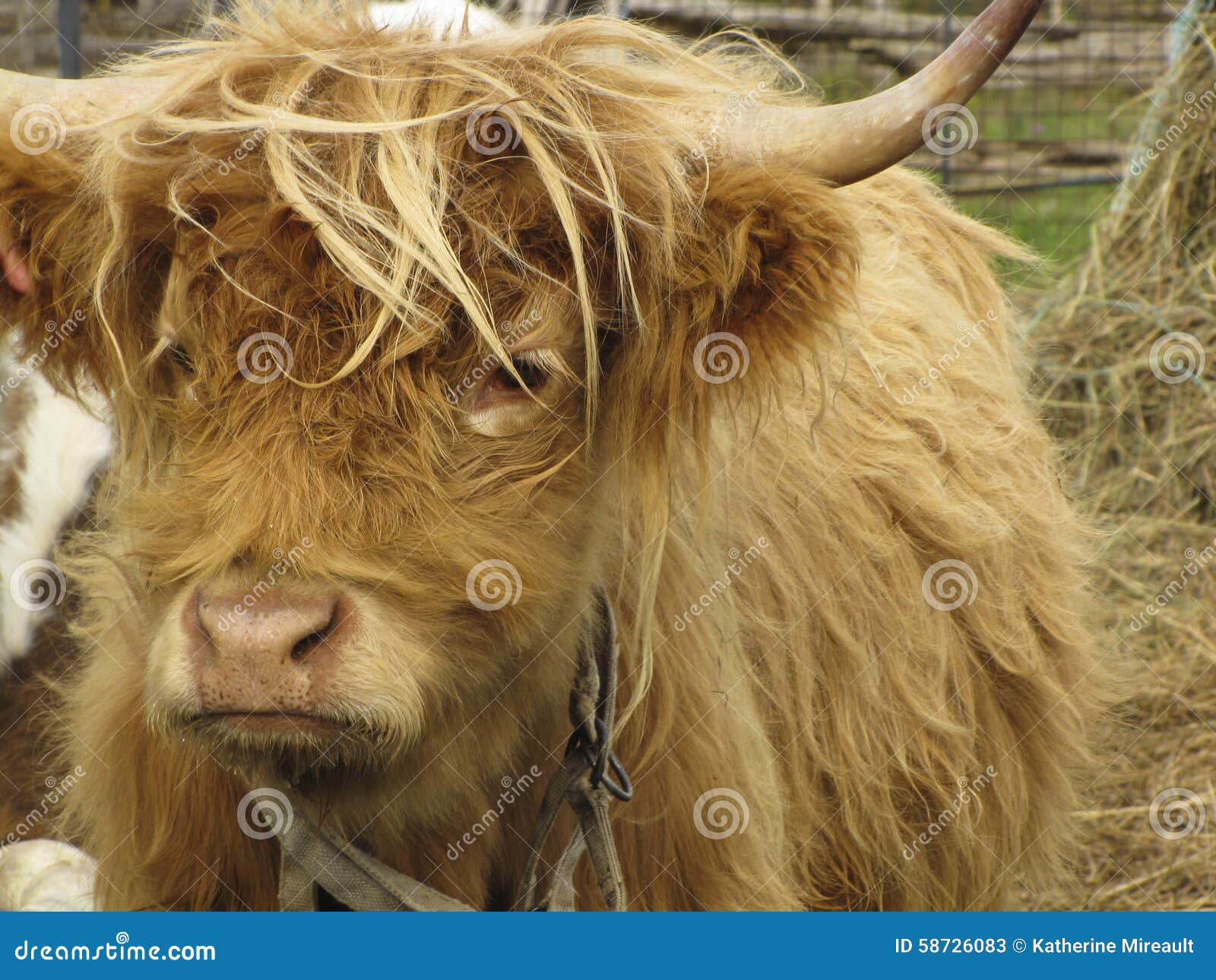 Highland Red Cow stock image. Image of farm, female, hayfield - 58726083