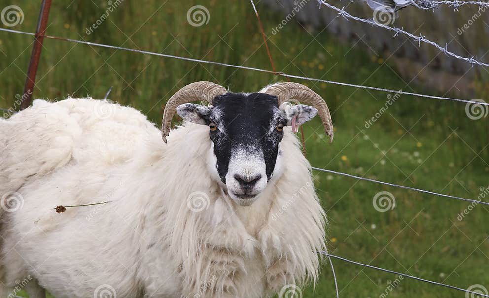 Highland sheep stock image. Image of grass, heather, woolen - 24120559