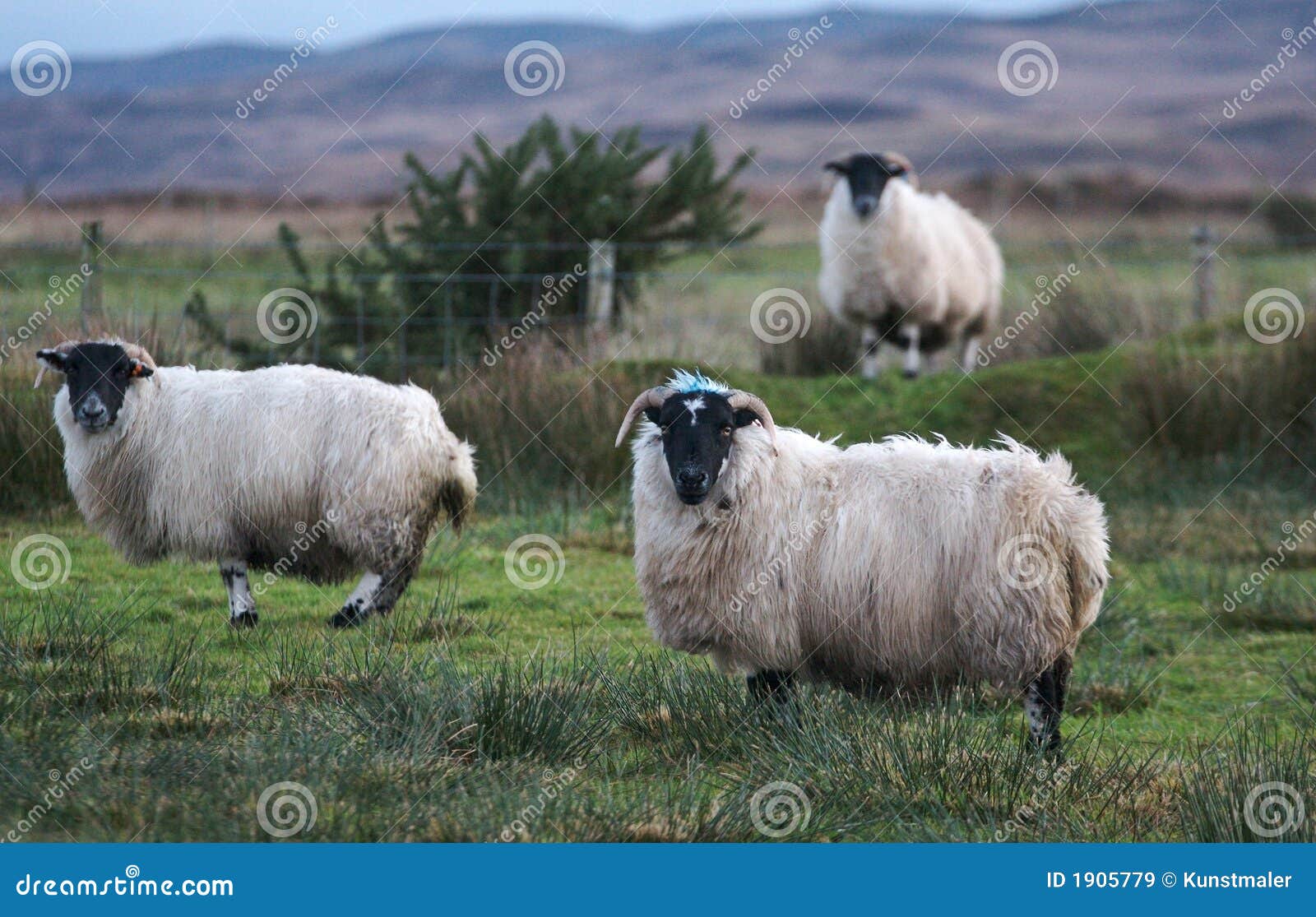 Highland Sheeps stock image. Image of mammals, sheep, grass - 1905779