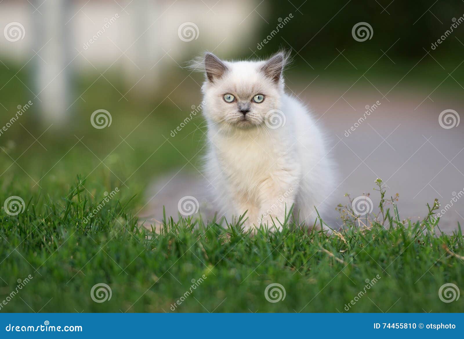 Highland Straight Kitten Outdoors Stock Photo - Image of animal ...