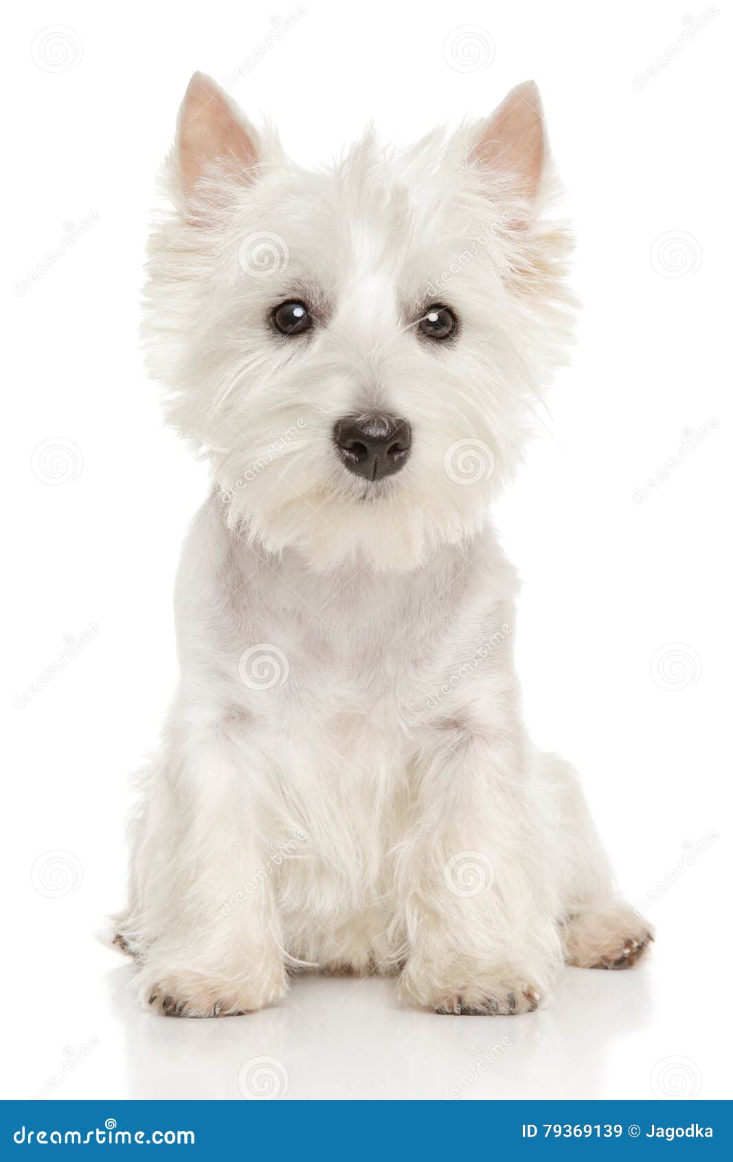 3,973 Westie Stock Photos - Free & Royalty-Free Stock Photos from ...