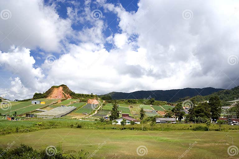 Highland Vegetable Farm stock photo. Image of highlands - 4673288