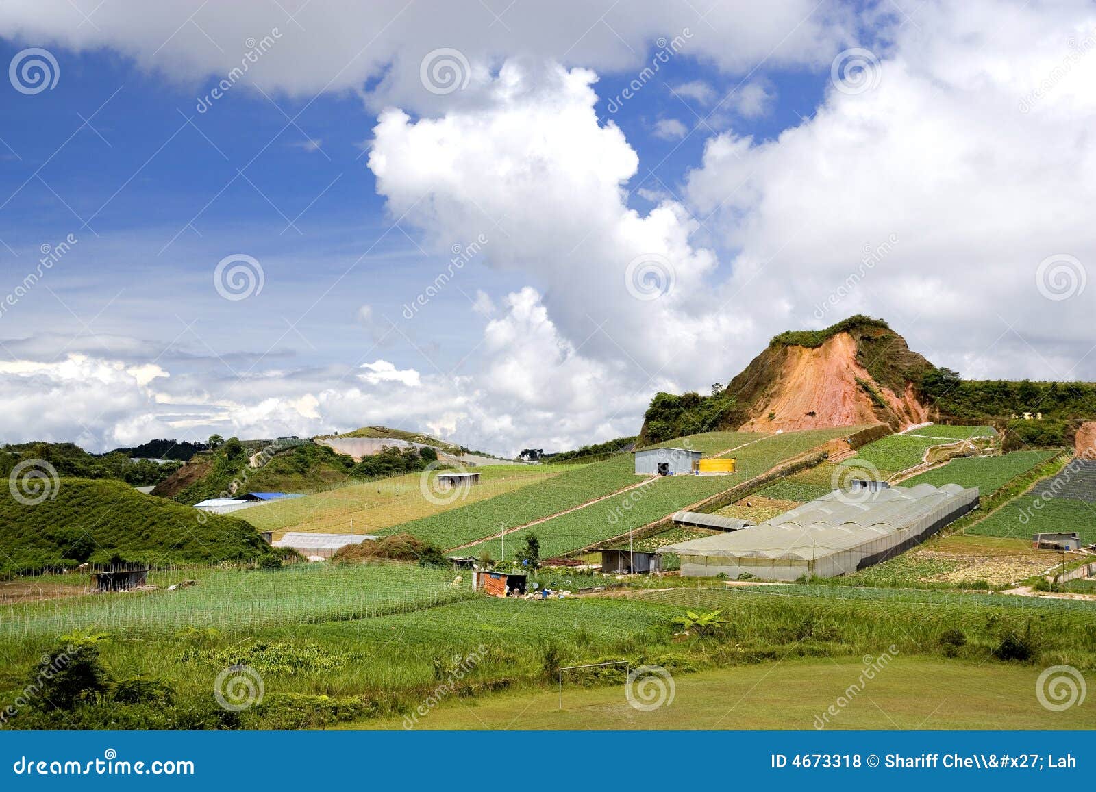 Highland Vegetable Farm stock photo. Image of exotic, botanical - 4673318