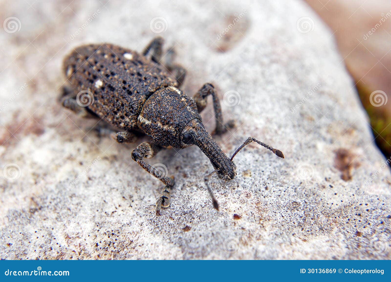 Mountain weevil stock image. Image of animals, wildlife - 30136869