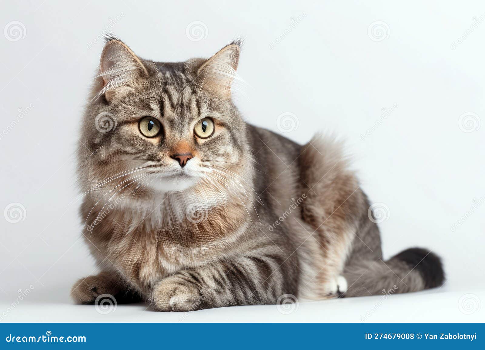 Highlander Cat on White Background. Generative AI Stock Illustration ...