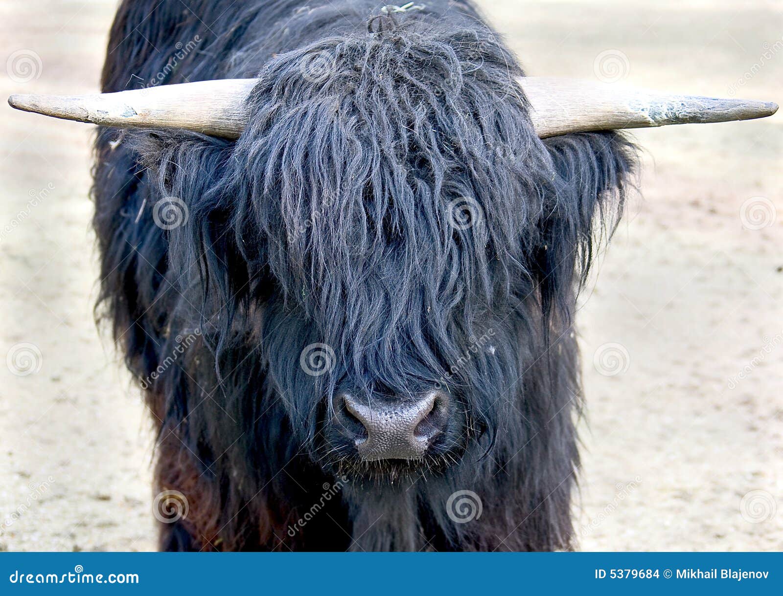 Highlander cow 3 stock photo. Image of farming, muck, bovine - 5379684