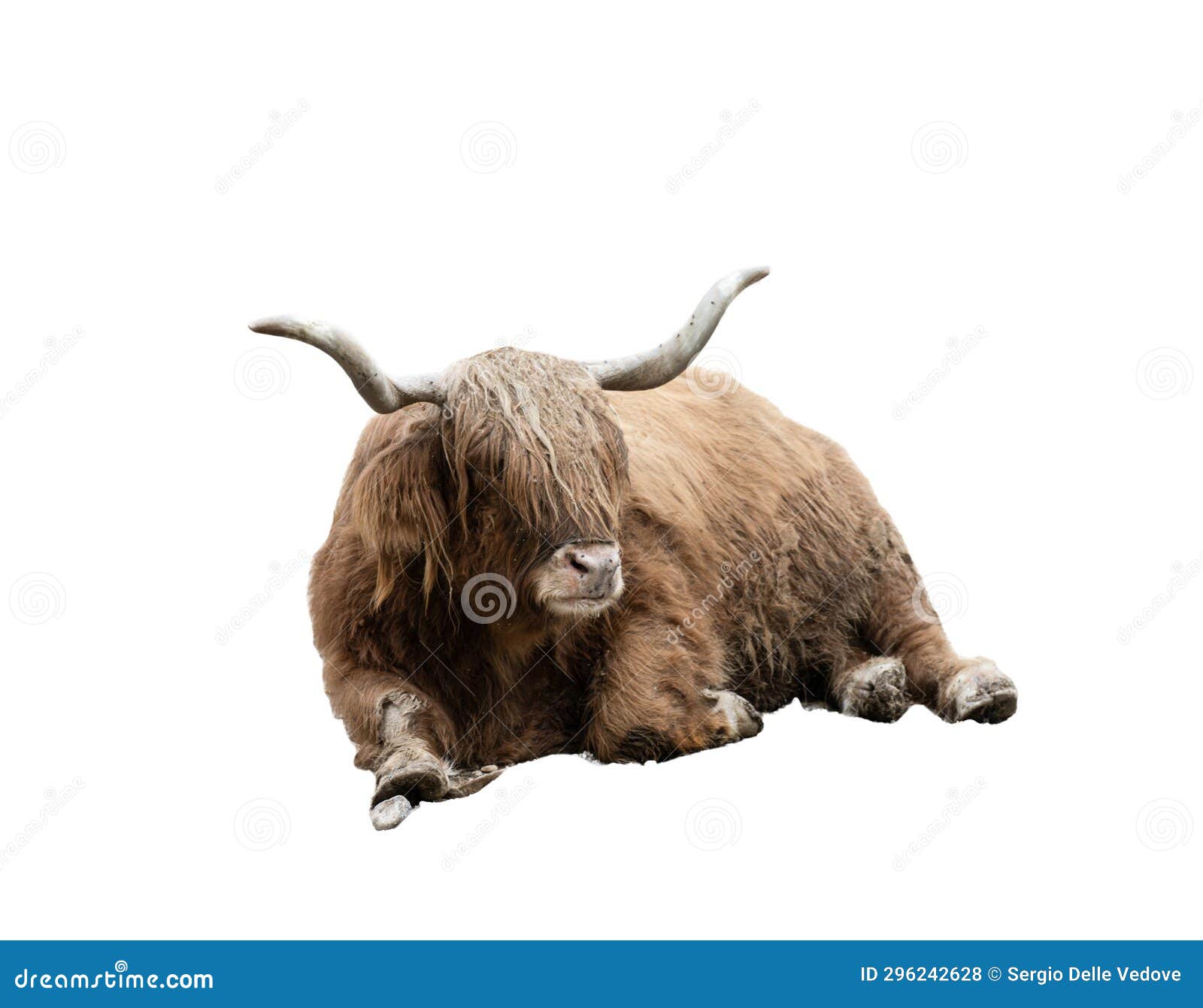 Highlander cow stock photo. Image of horned, vache, domestic - 296242628