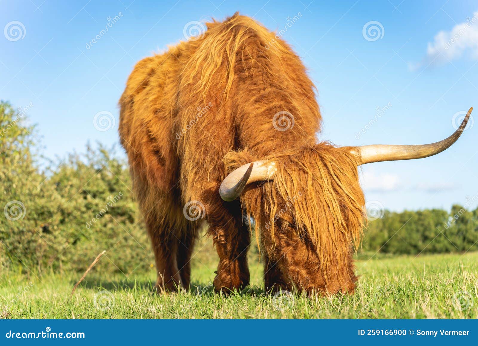 Highlander Cows in the Dunes of Wassenaar the Netherlands. Stock Photo ...