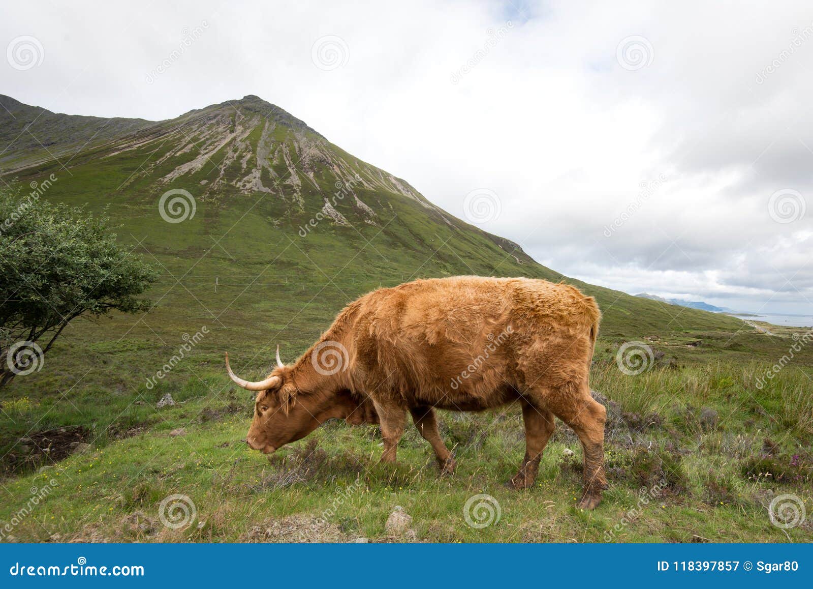 Highlander stock image. Image of gorzen, domestic, agriculture - 118397857