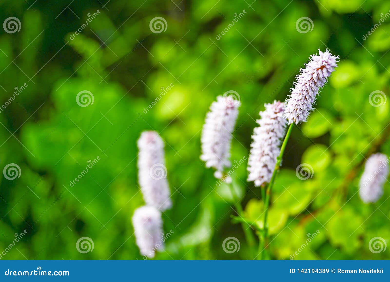 Highlander Snake Plant in Early Summer. Medicinal Plant Stock Image ...