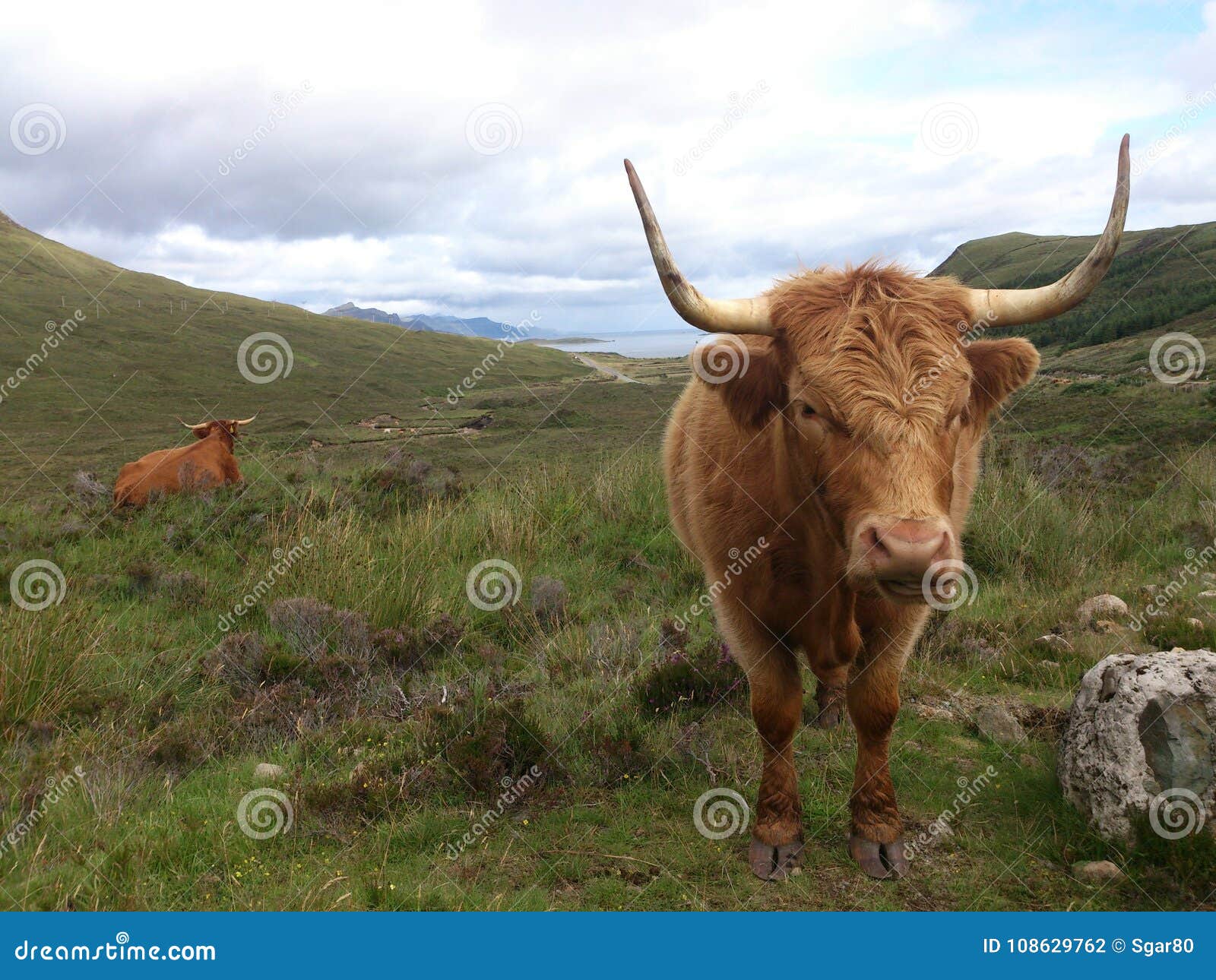 Highlander Scotland stock photo. Image of gorzen, chewing - 108629762