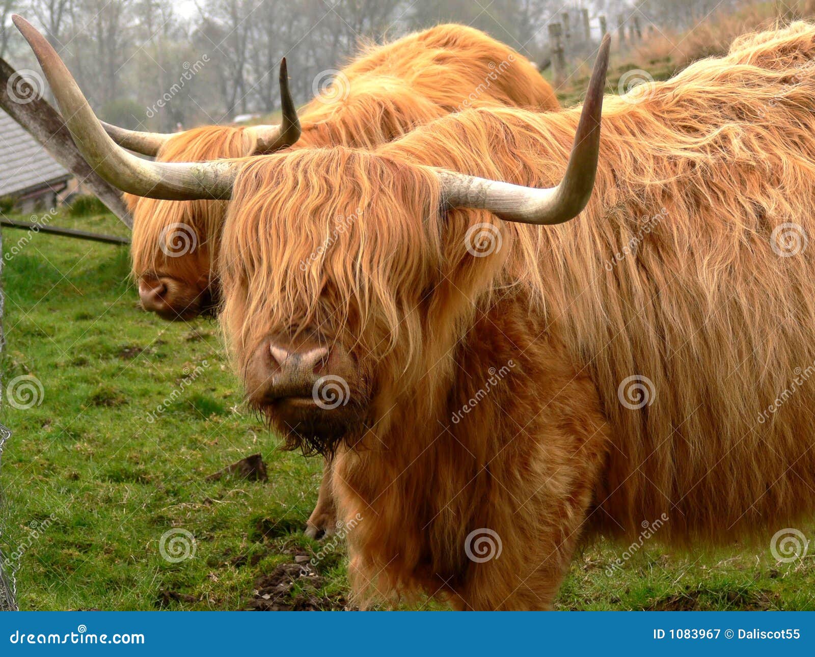 Highlanders stock image. Image of highlanders, beef, intense - 1083967