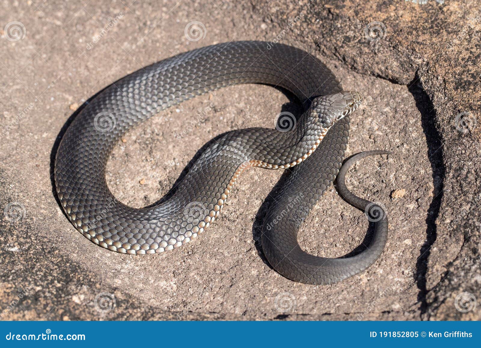 Highlands Copperhead Snake Stock Photography | CartoonDealer.com #188482676