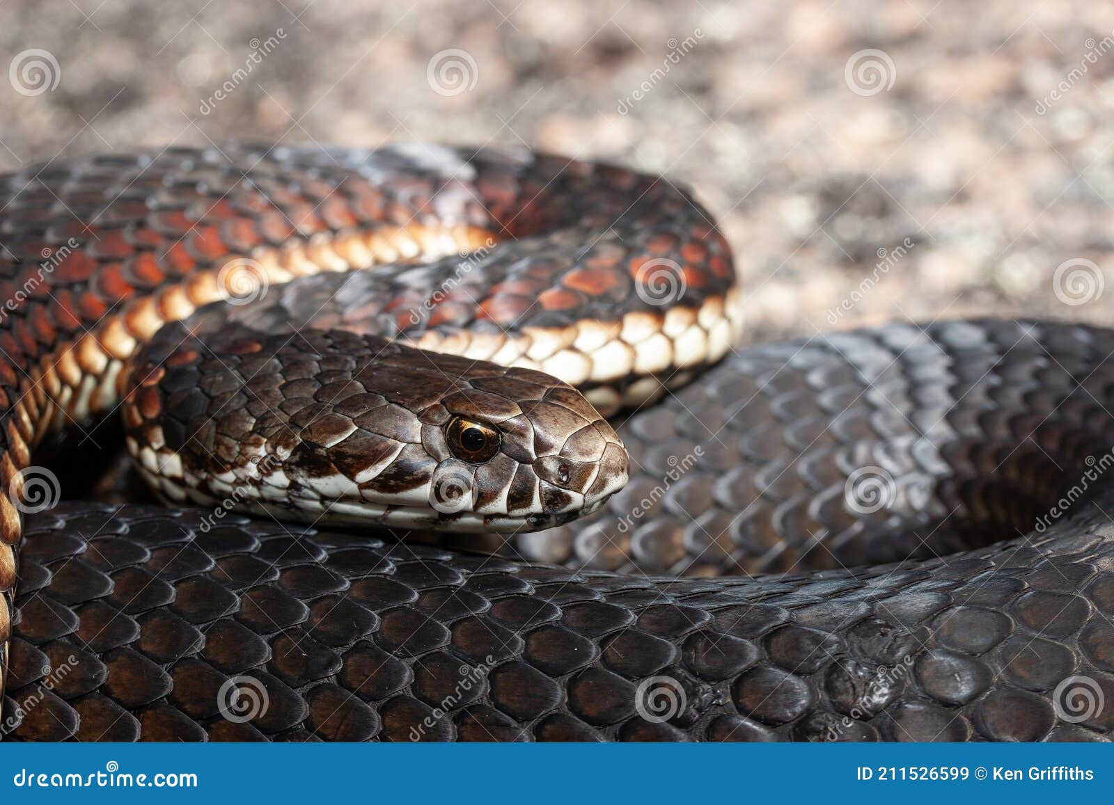 Highlands Copperhead Snake Stock Photography | CartoonDealer.com #188482676