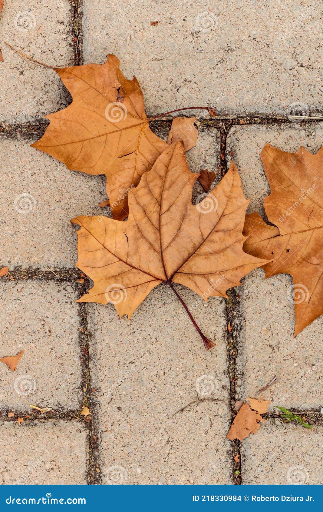Highlight of a maple leaf stock photo. Image of autumn - 218330984