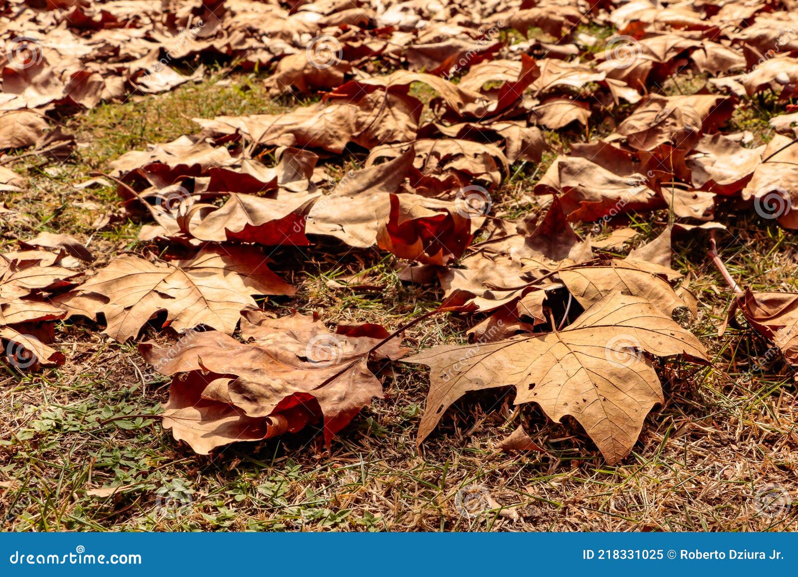 Highlight of a maple leaf stock image. Image of tree - 218331025