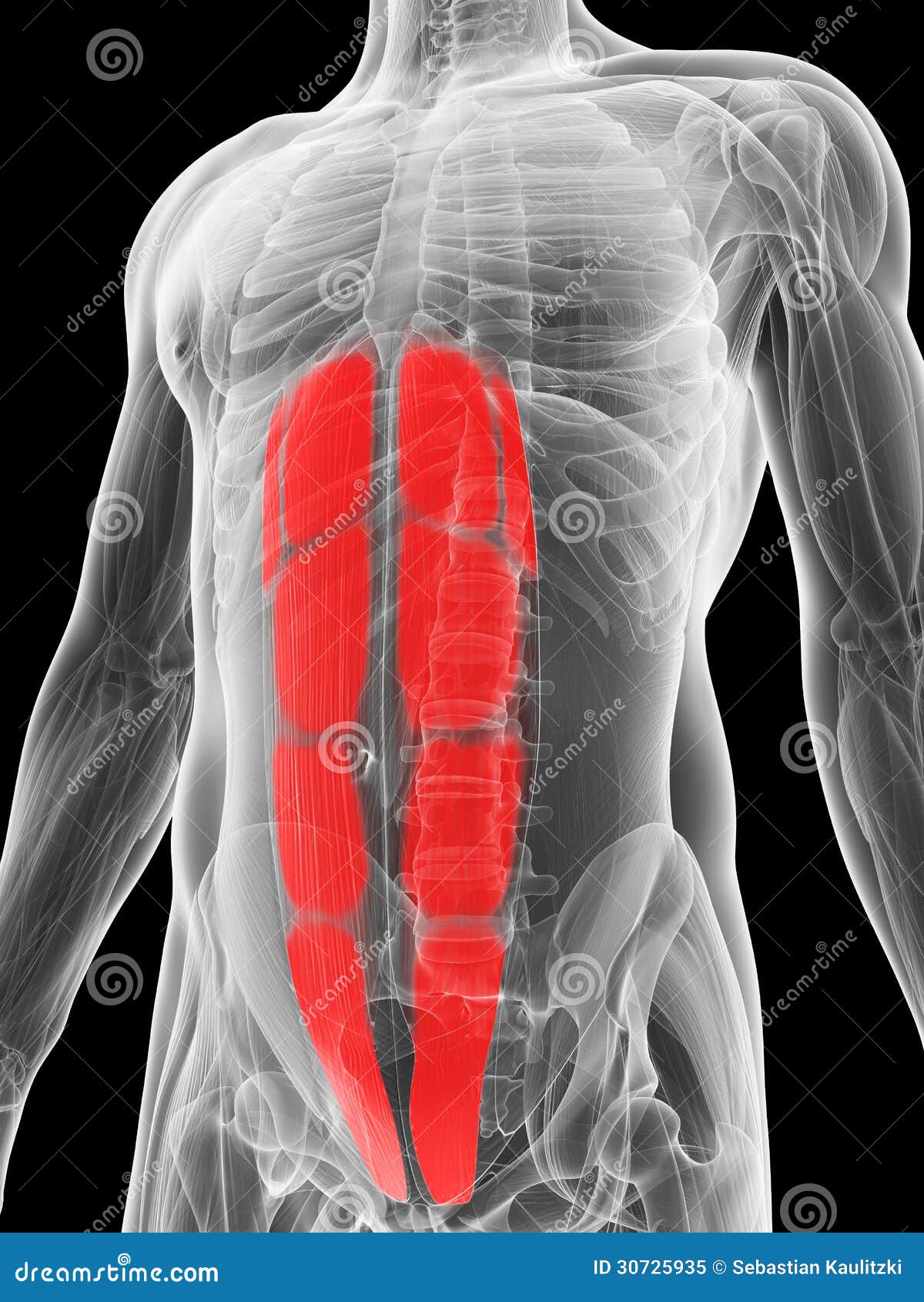 Highlighted Abdominal Muscles Stock Illustration - Illustration of ...