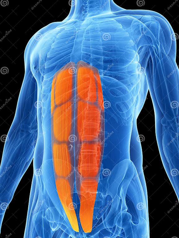 Highlighted - abs muscle stock illustration. Illustration of rectus ...