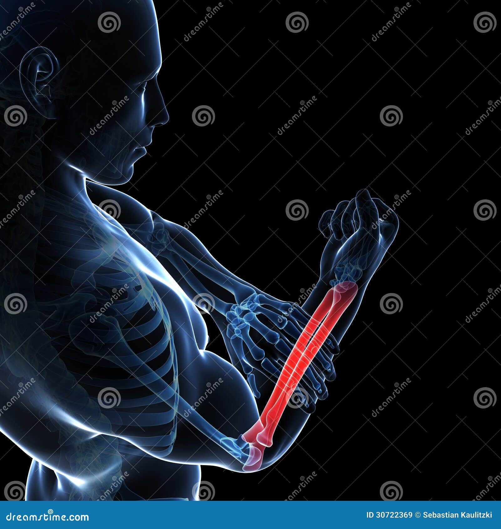 Highlighted arm stock illustration. Illustration of radius - 30722369