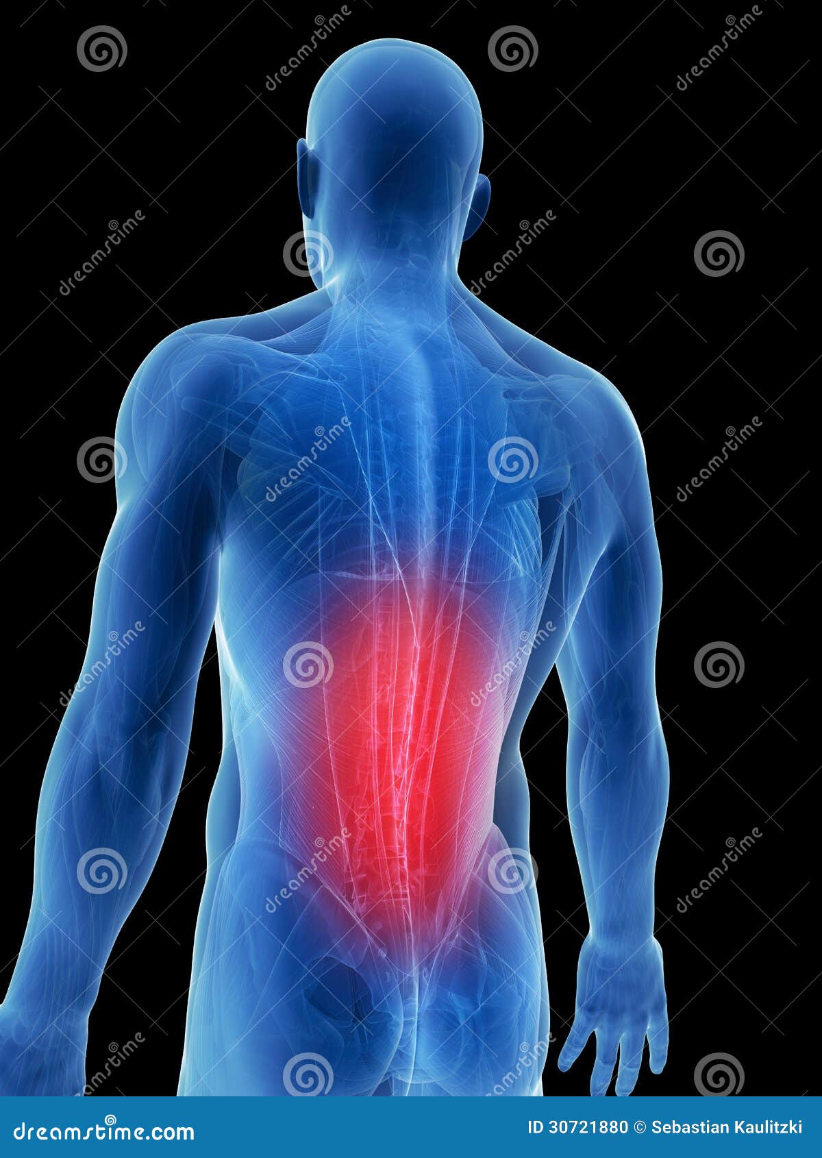 Highlighted back muscles stock illustration. Illustration of science ...