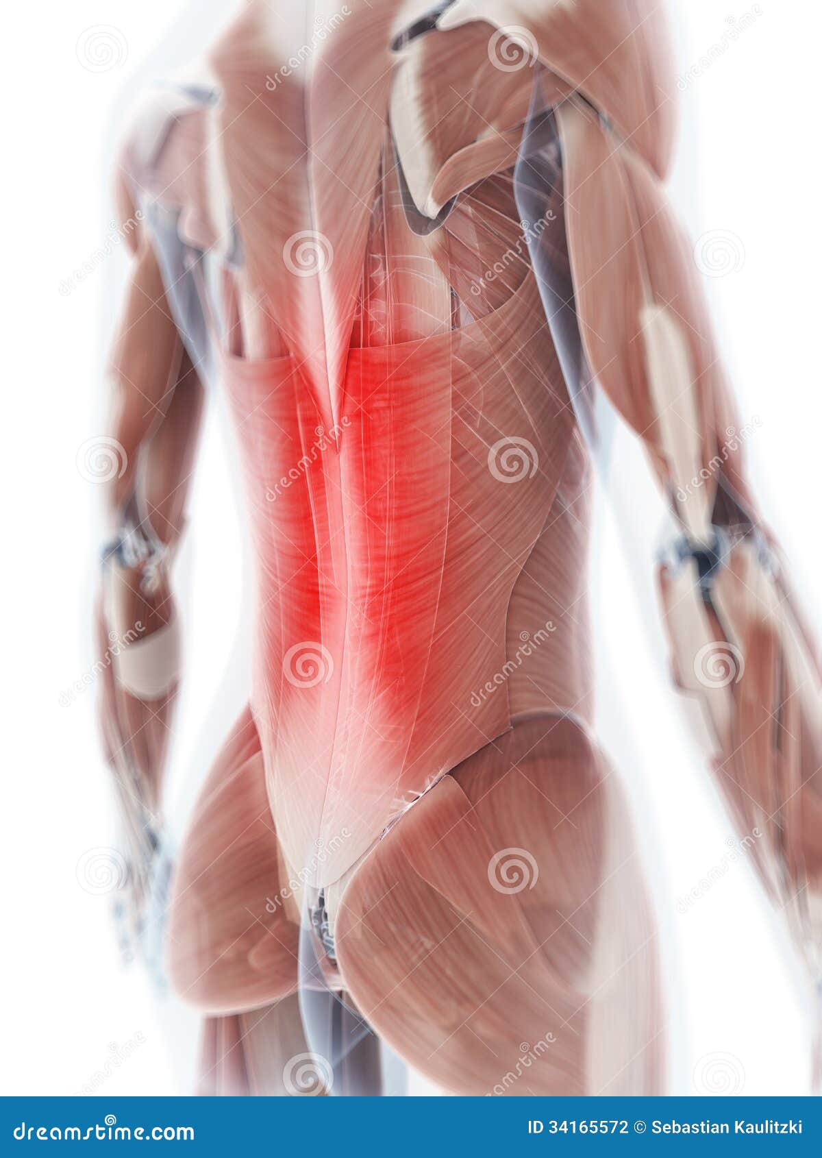 Highlighted Back Muscles Royalty-Free Cartoon | CartoonDealer.com #30721901