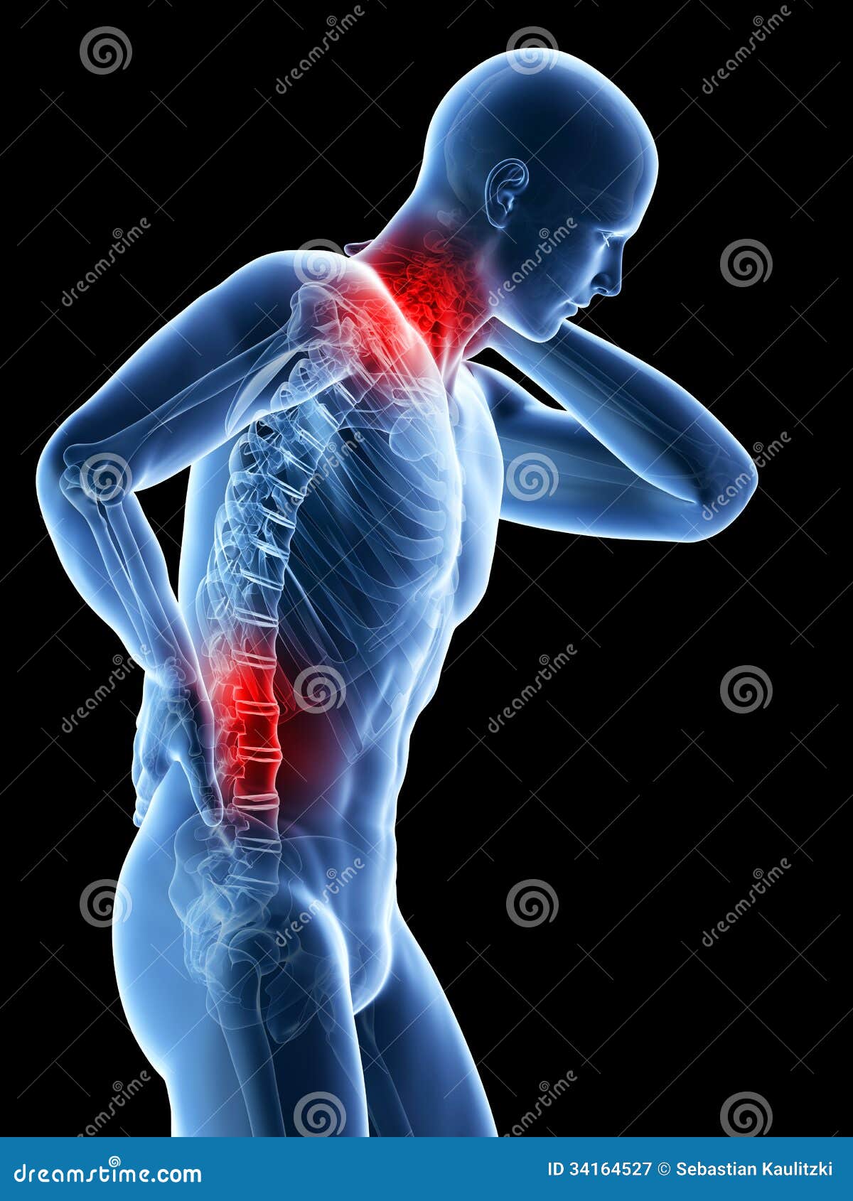 Highlighted Back Muscles Royalty-Free Cartoon | CartoonDealer.com #30721901