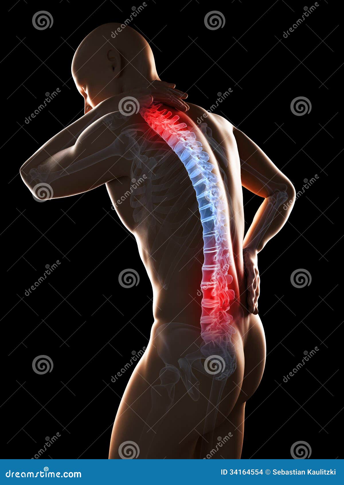 Highlighted Back Muscles Royalty-Free Cartoon | CartoonDealer.com #30721901