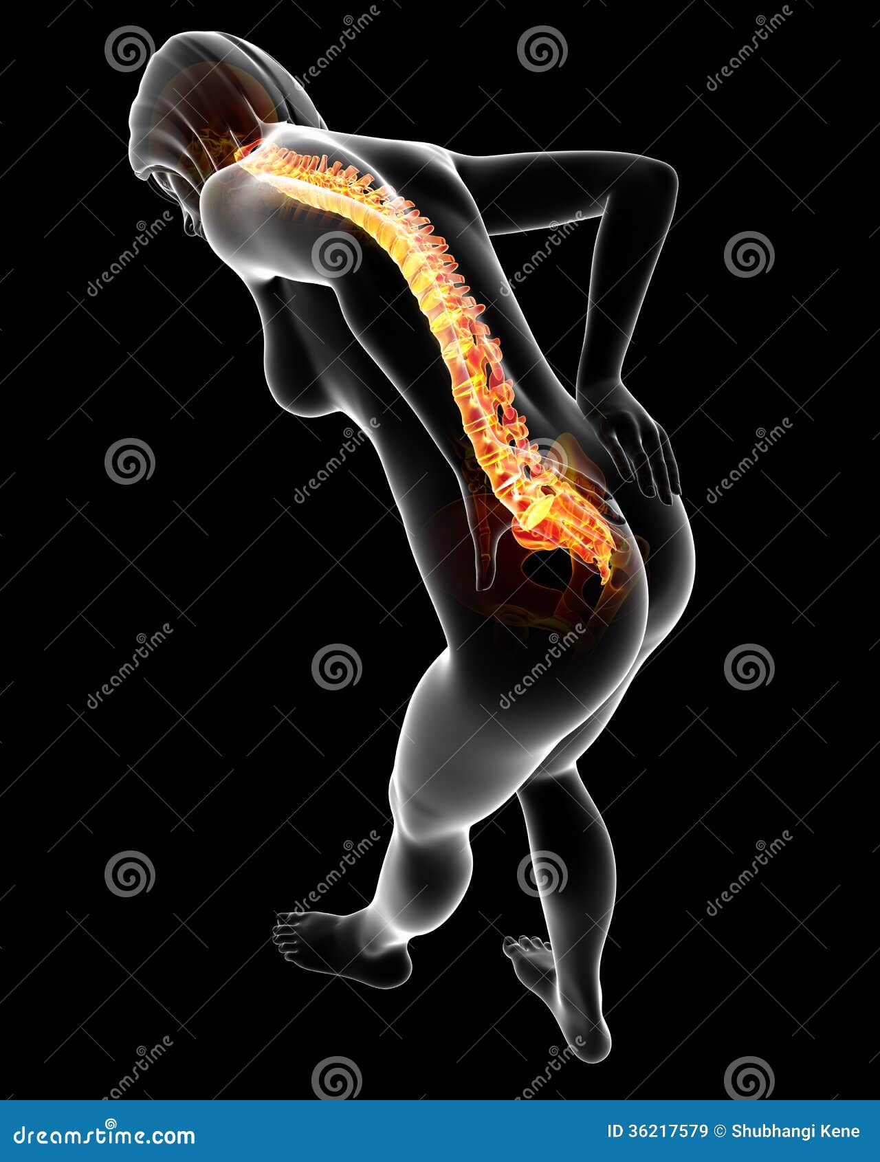 Highlighted Back Muscles Royalty-Free Cartoon | CartoonDealer.com #30721901