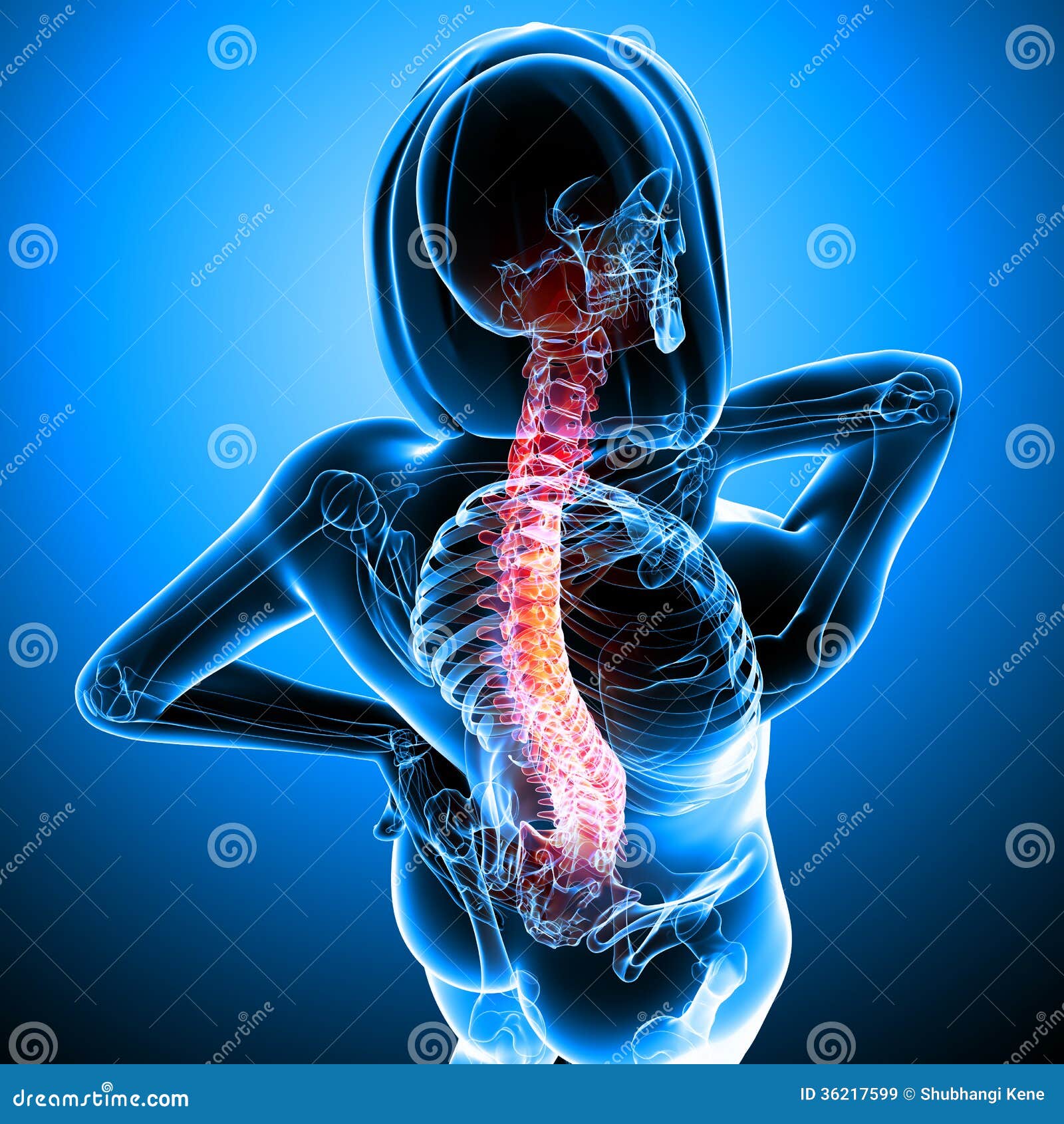 Highlighted Back Muscles Royalty-Free Cartoon | CartoonDealer.com #30721901