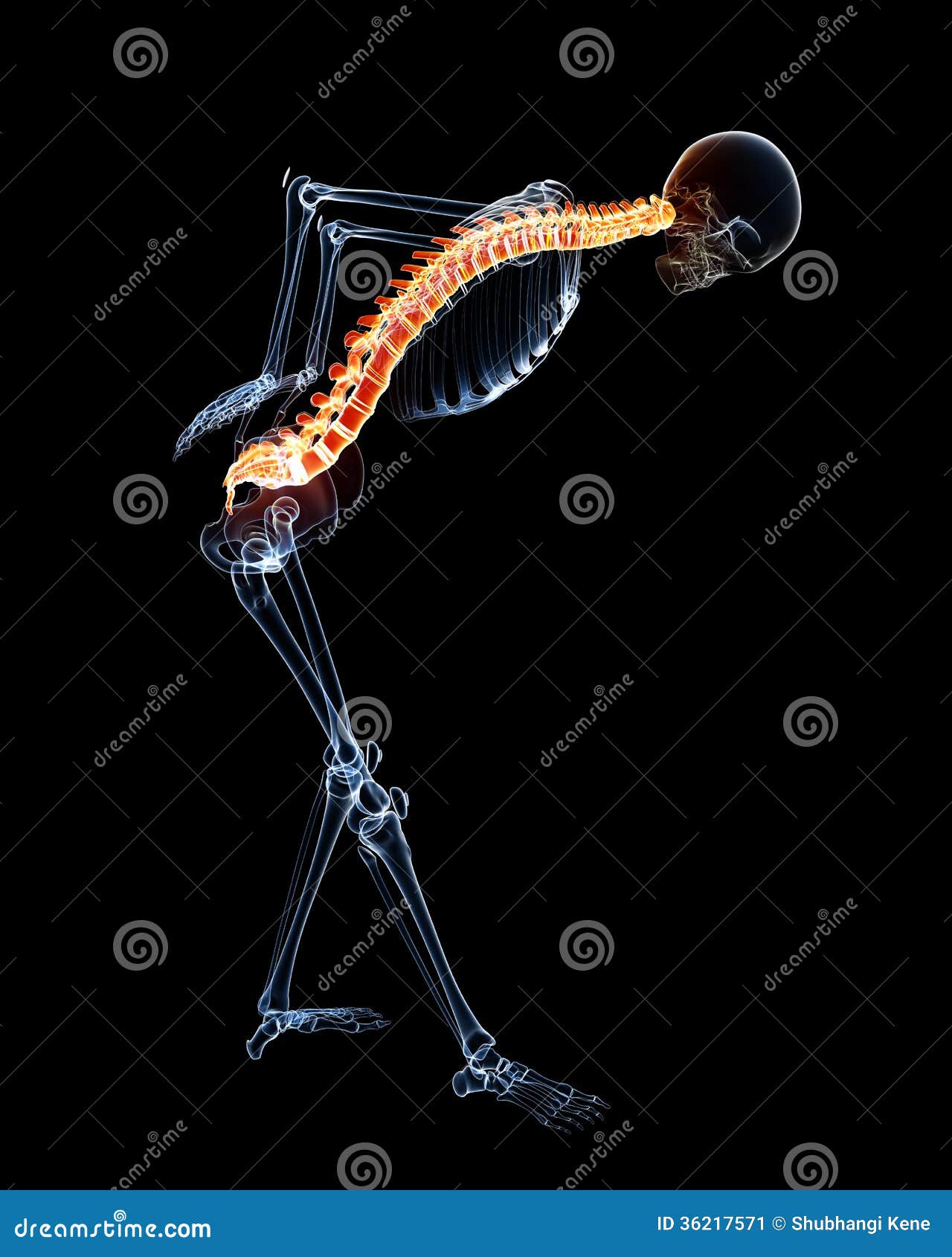 Highlighted Back Muscles Royalty-Free Cartoon | CartoonDealer.com #30721901