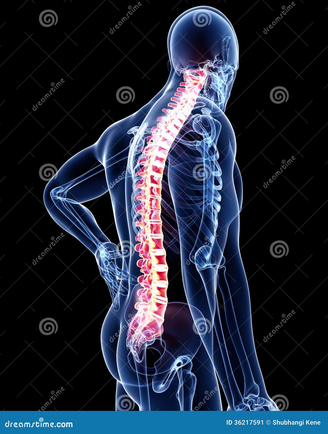 Highlighted Back Muscles Royalty-Free Cartoon | CartoonDealer.com #30721901