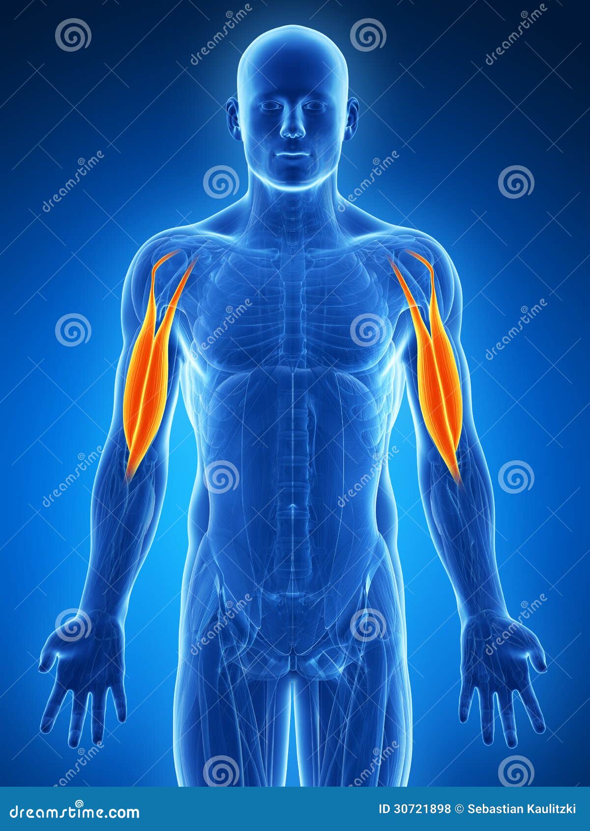 Highlighted biceps stock illustration. Illustration of muscle - 30721898