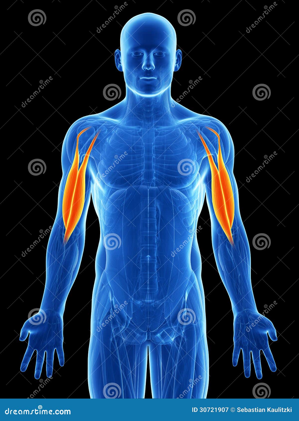 Highlighted biceps stock illustration. Illustration of medical - 30721907