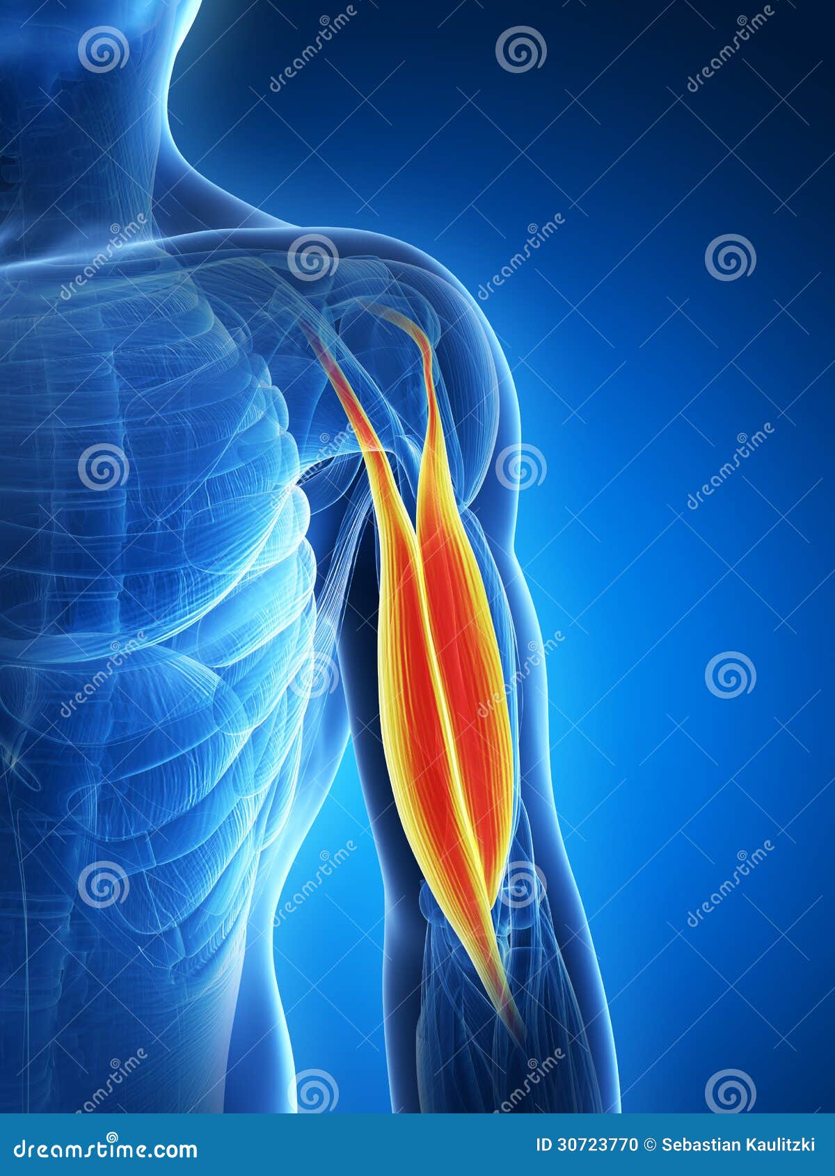Highlighted biceps stock illustration. Illustration of brachii - 30723770