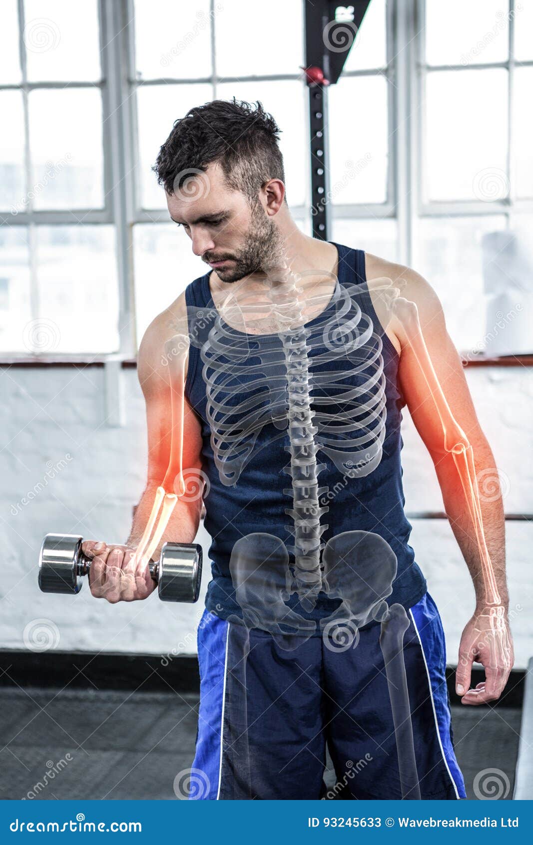 Highlighted Bones of Strong Man Lifting Weights at Gym Stock Image ...