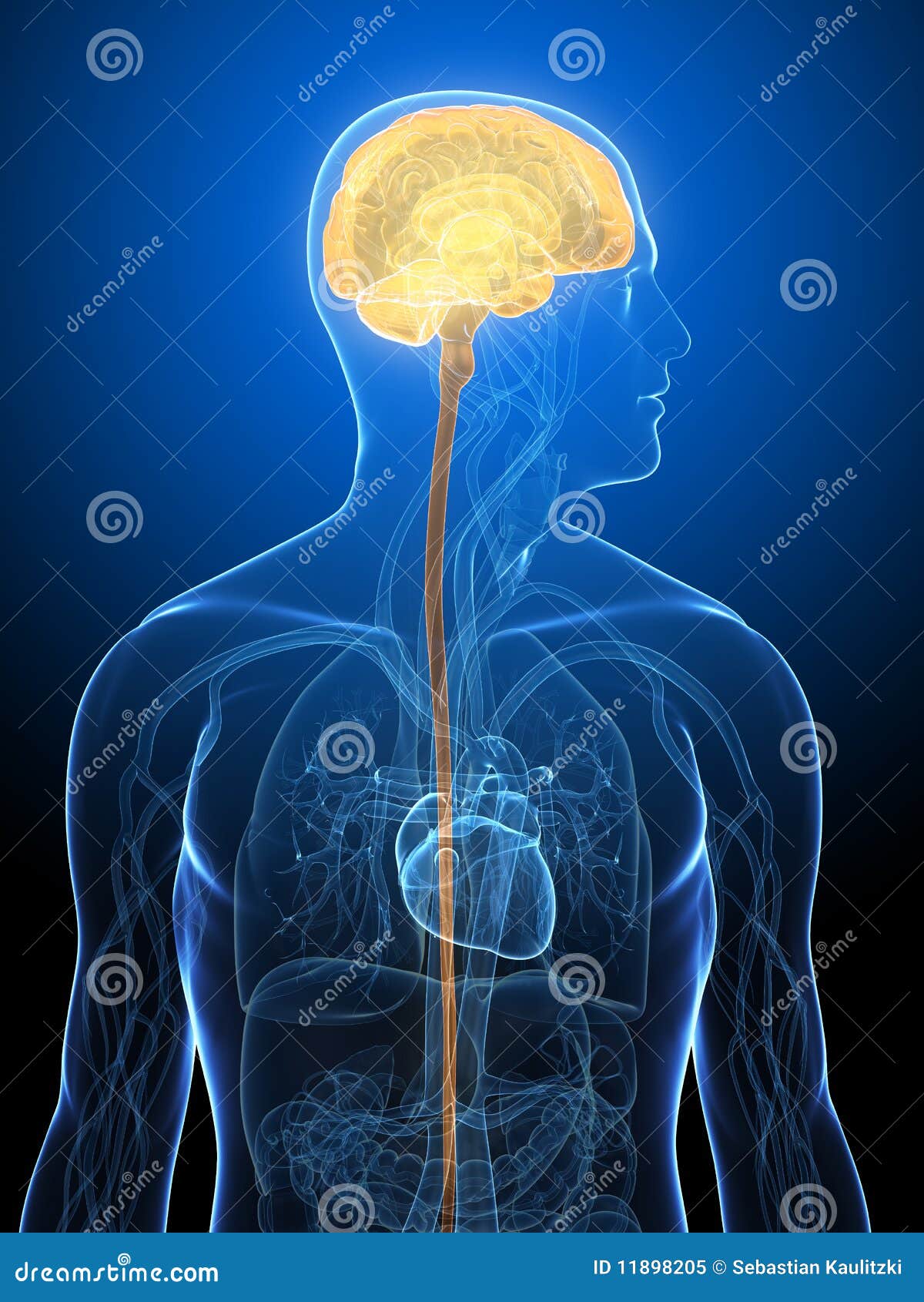Highlighted brain stock illustration. Illustration of people - 11898205