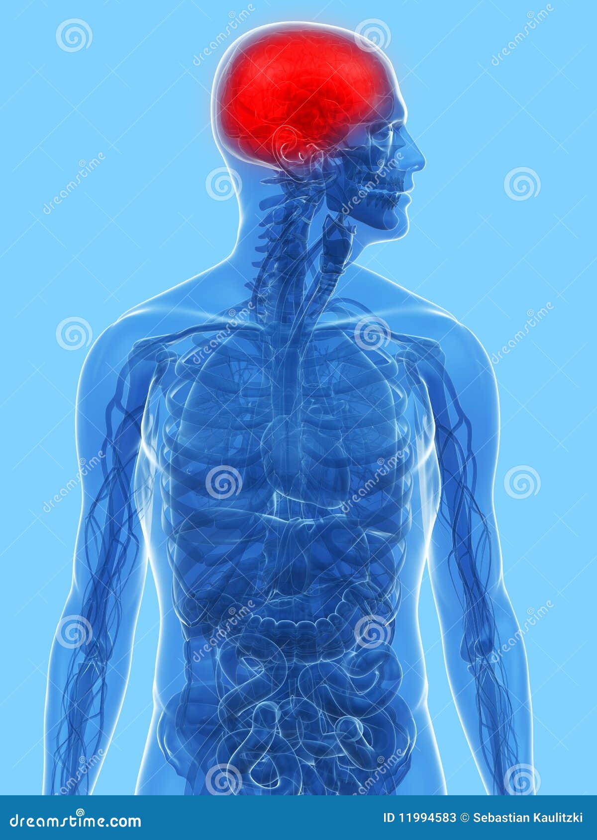 Highlighted brain stock illustration. Illustration of medical - 11994583