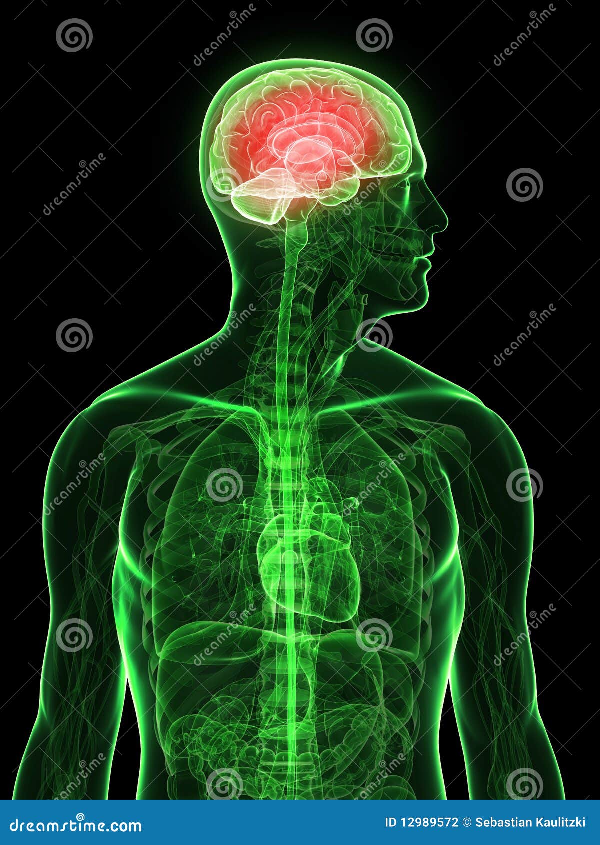 Highlighted brain stock illustration. Illustration of human - 12989572