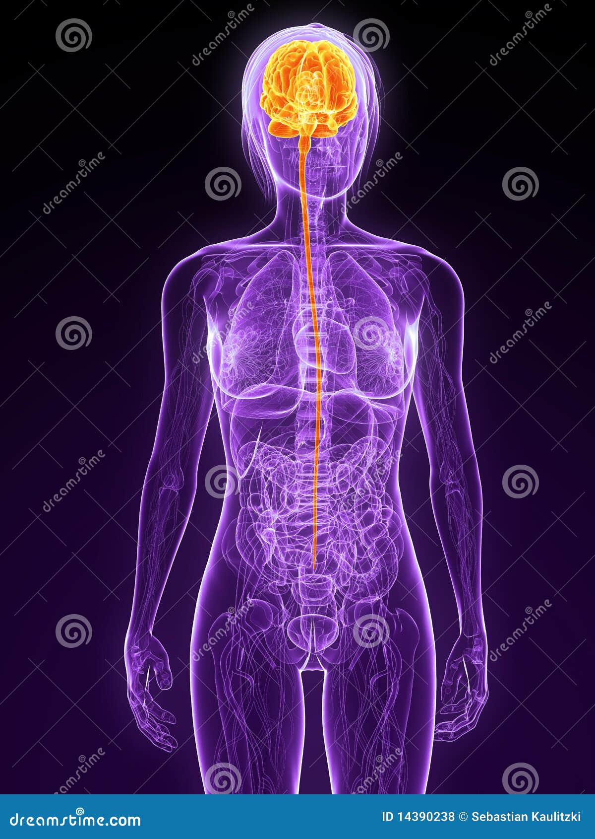 Highlighted brain stock illustration. Illustration of graphic - 14390238