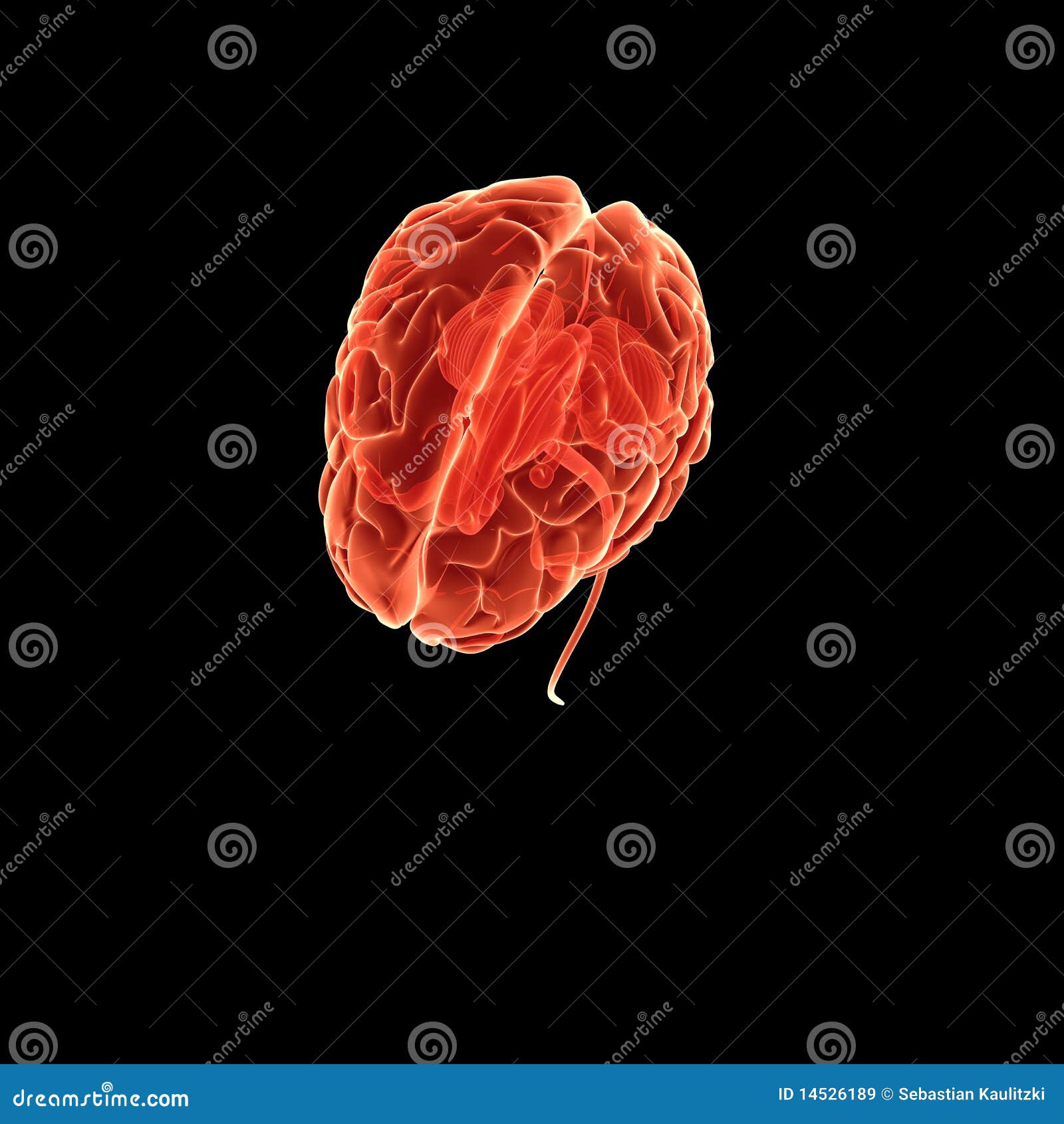 Highlighted brain stock illustration. Illustration of highlighted ...