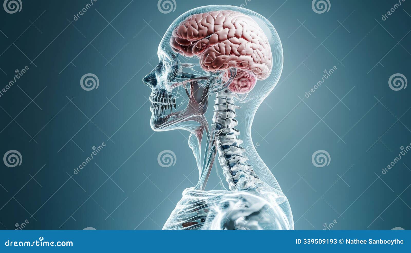Highlighted Brain, Anatomy of the Human Head and Neck Illustration ...
