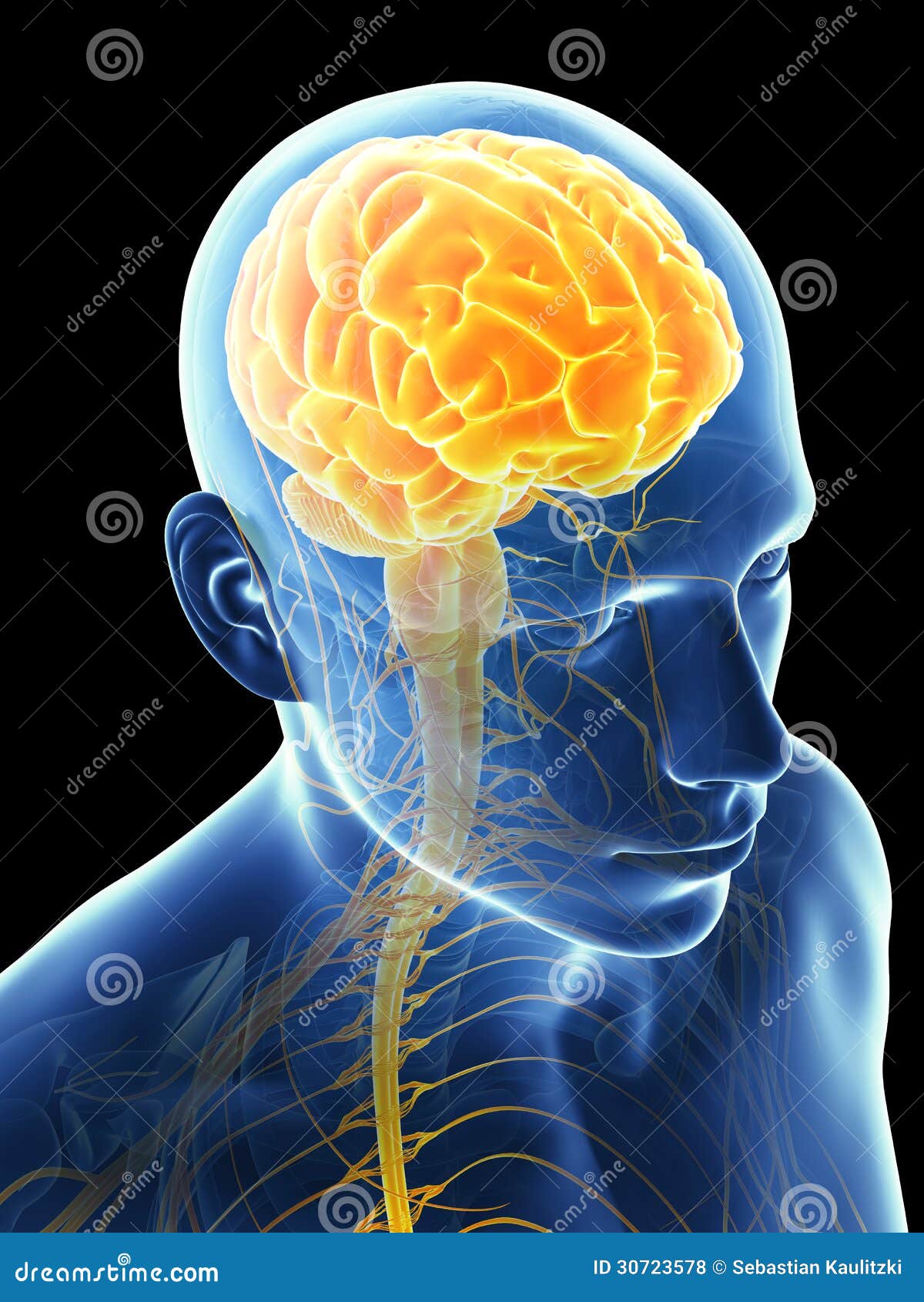 Highlighted brain stock illustration. Illustration of male - 30723578
