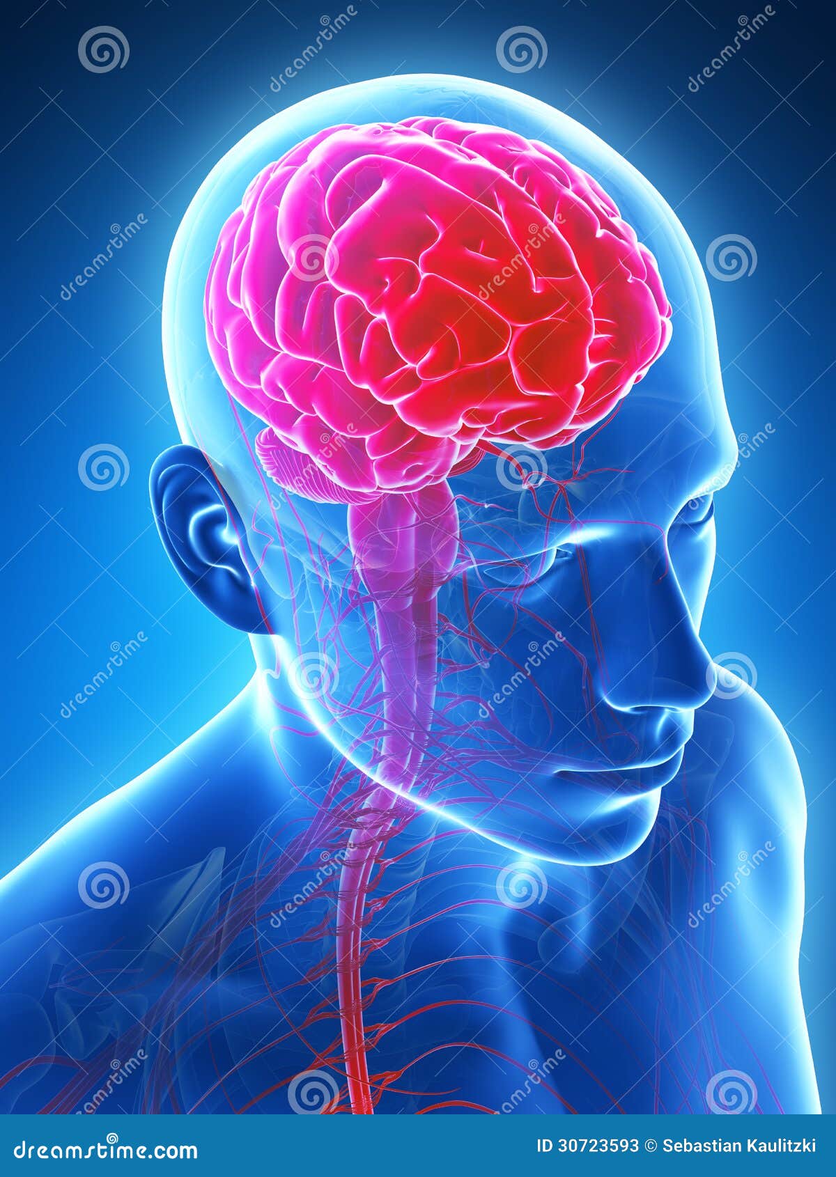 Highlighted brain stock illustration. Illustration of abdomen - 30723593