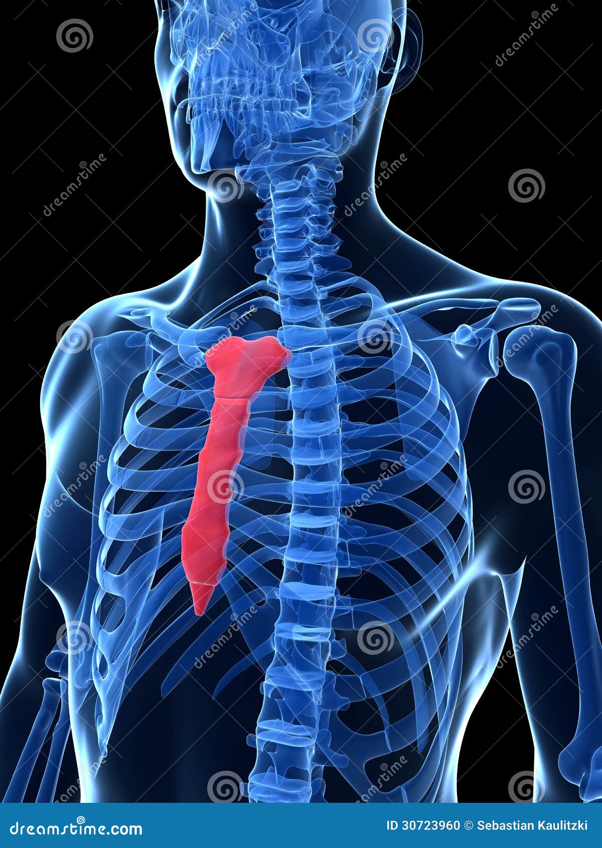 Highlighted breast bone stock illustration. Illustration of black ...