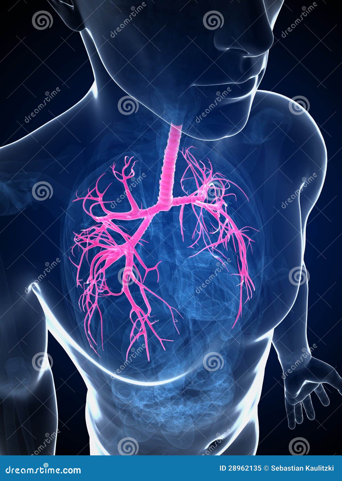 Highlighted bronchi stock illustration. Illustration of chest - 28962135