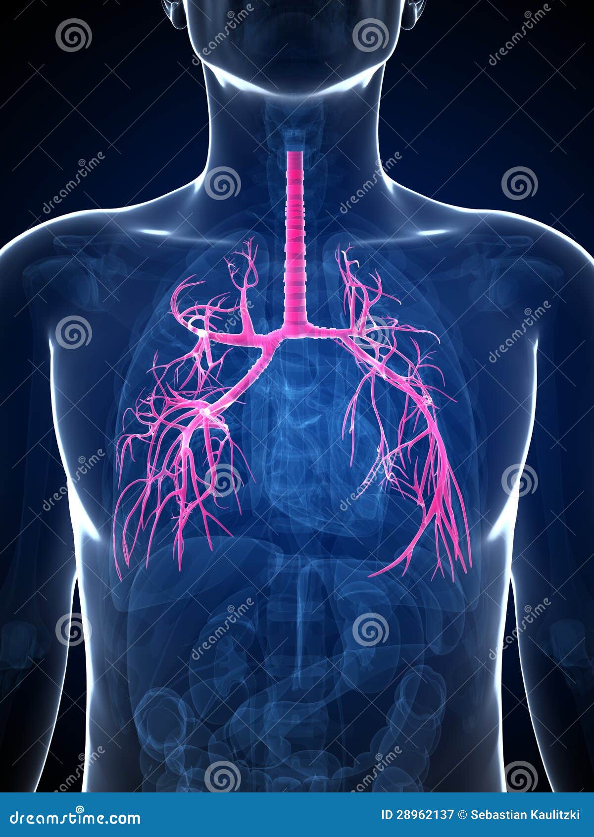Highlighted bronchi stock illustration. Illustration of organs - 28962137