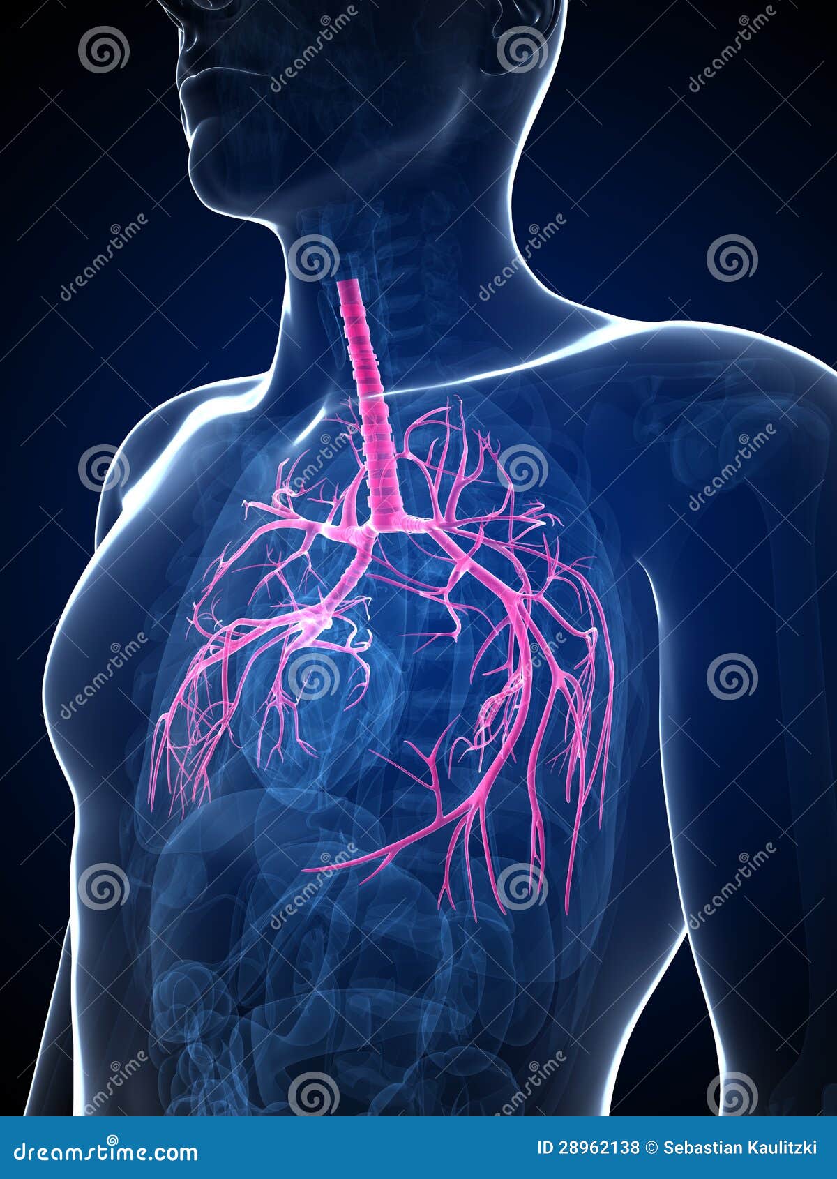 Highlighted bronchi stock illustration. Illustration of anatomical ...
