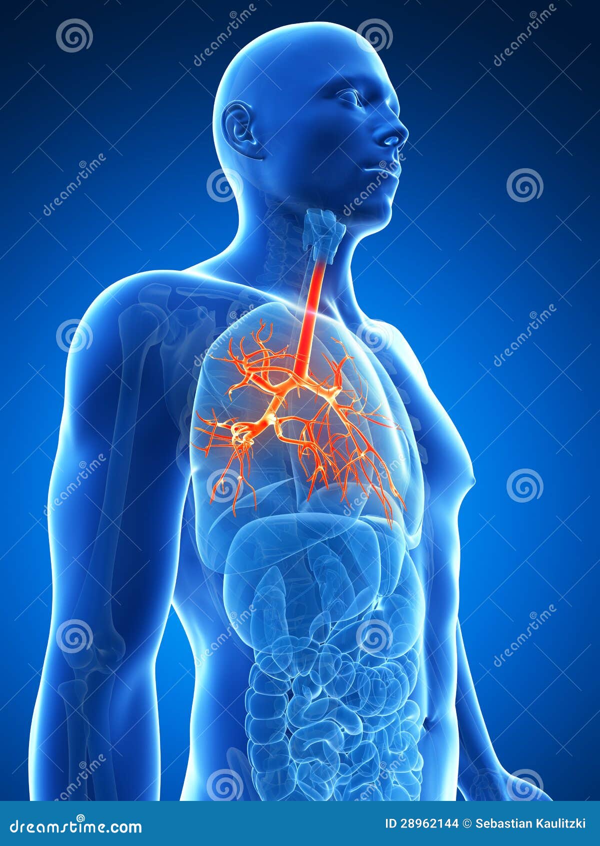 Highlighted bronchi stock illustration. Illustration of highlight ...