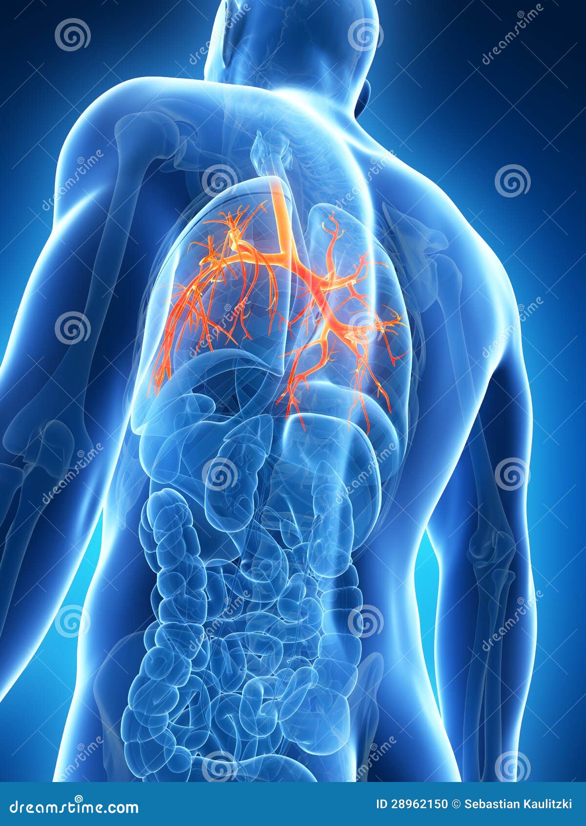 Highlighted bronchi stock illustration. Illustration of organs - 28962150