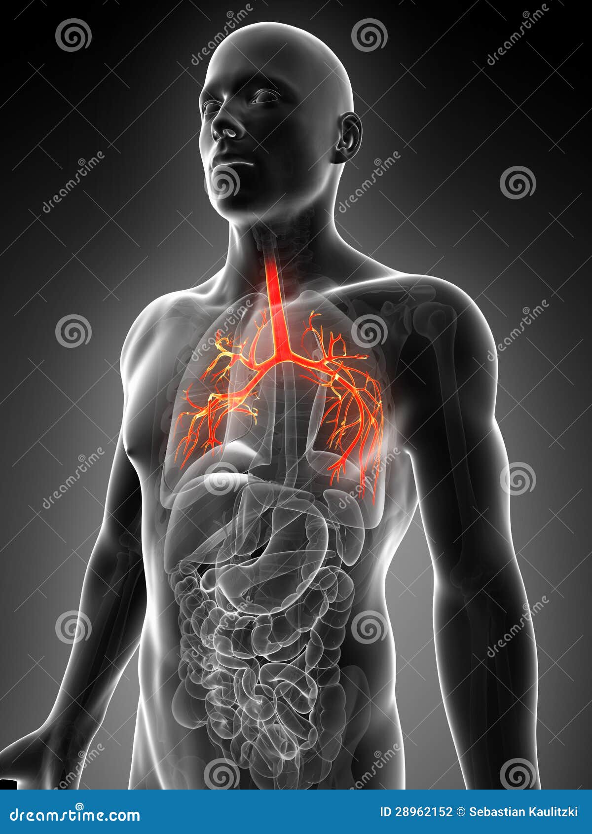 Highlighted bronchi stock illustration. Illustration of lung - 28962152